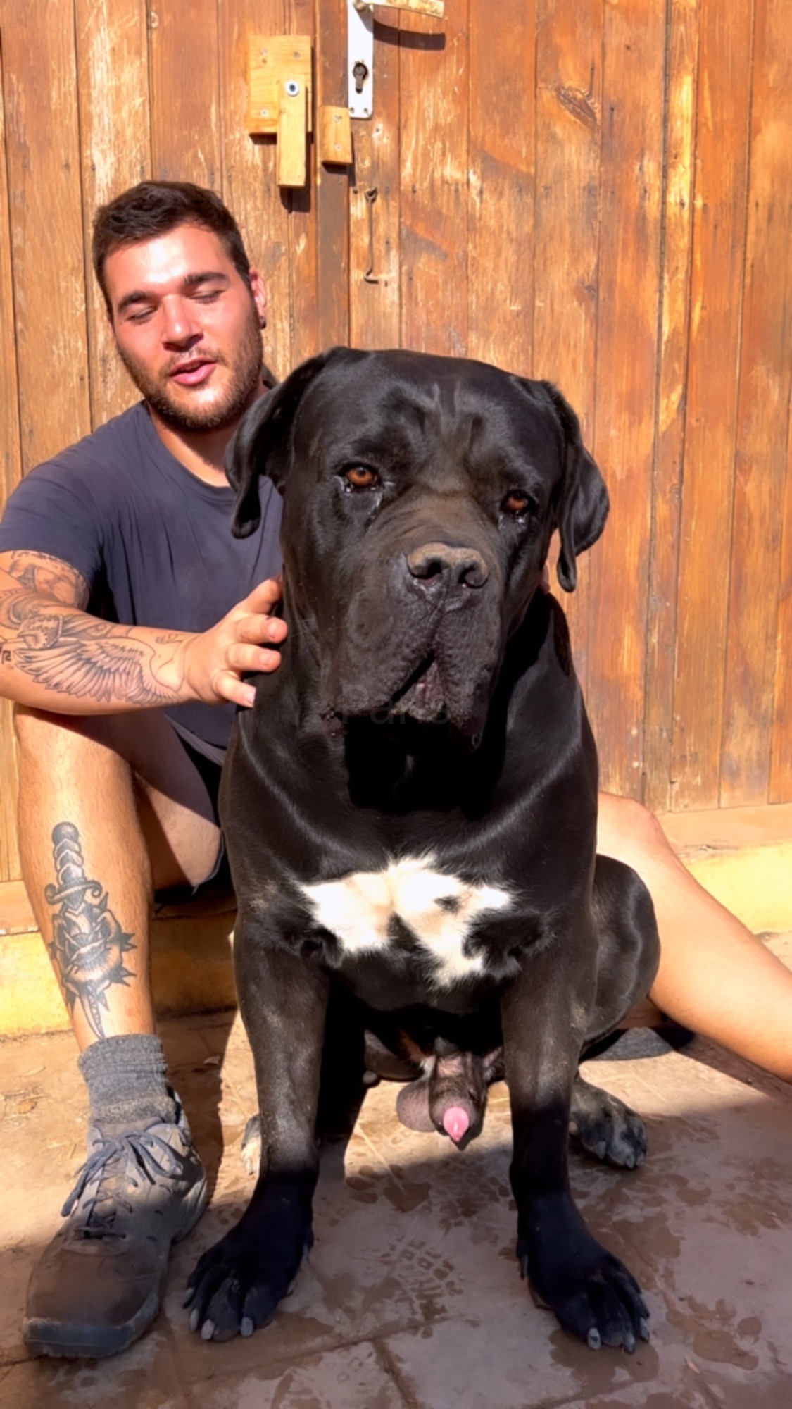 El Cane Corso como guardián: inteligencia y protección familiar