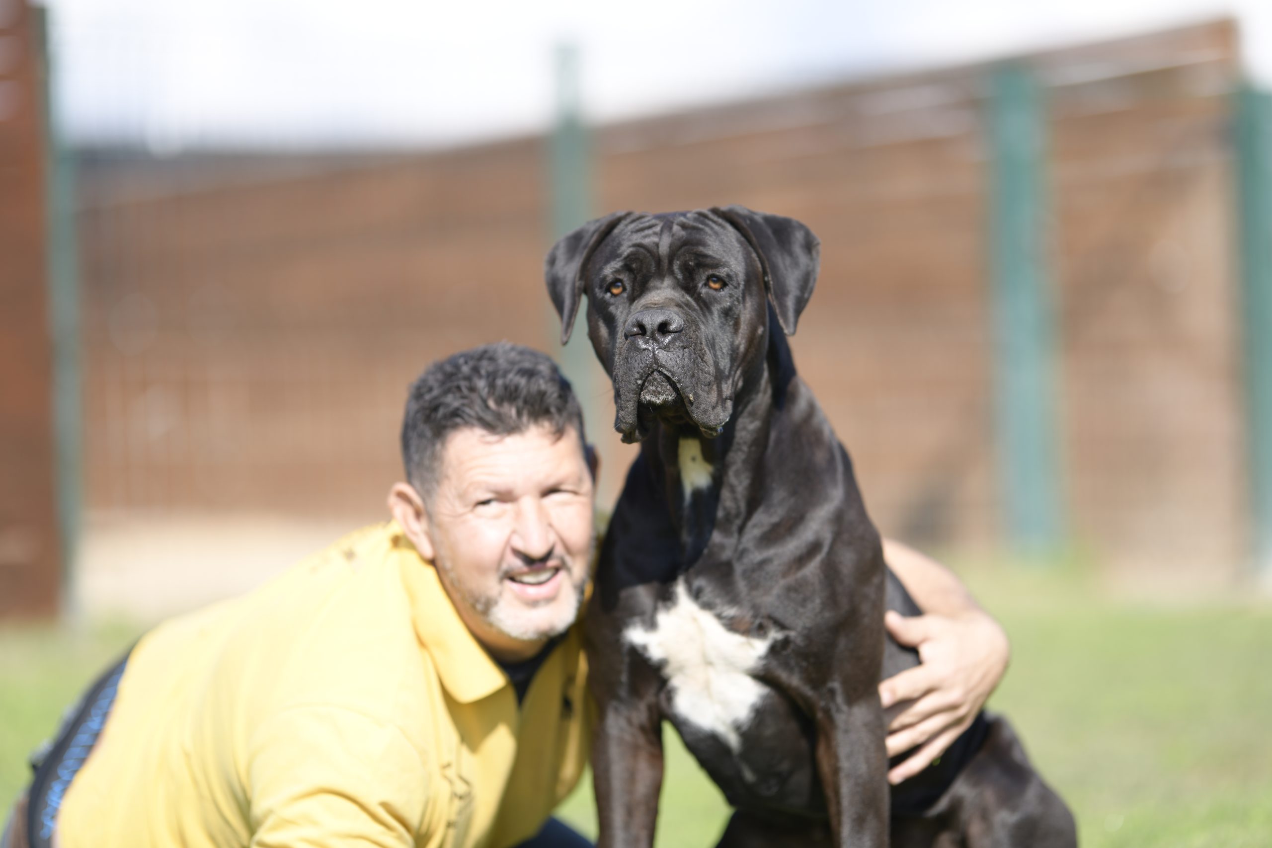 Historia y origen del Cane Corso: el león italiano que conquista corazones