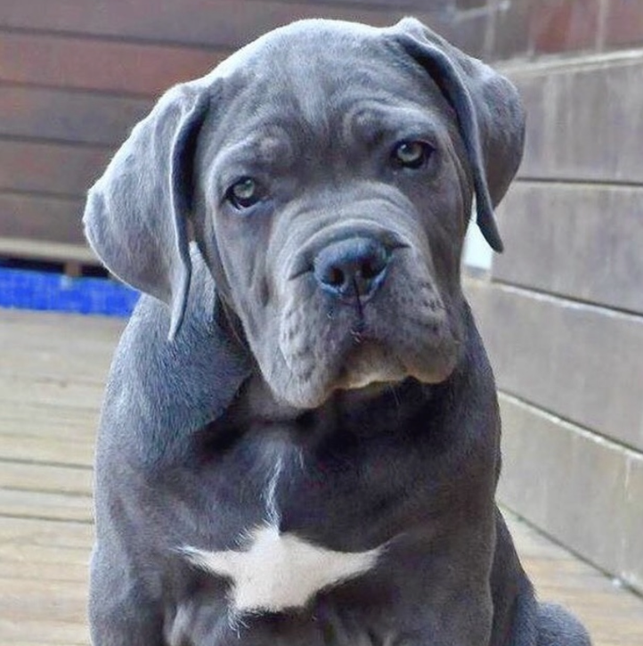 Cómo debe ser una comida natural equilibrada para tu Cane Corso